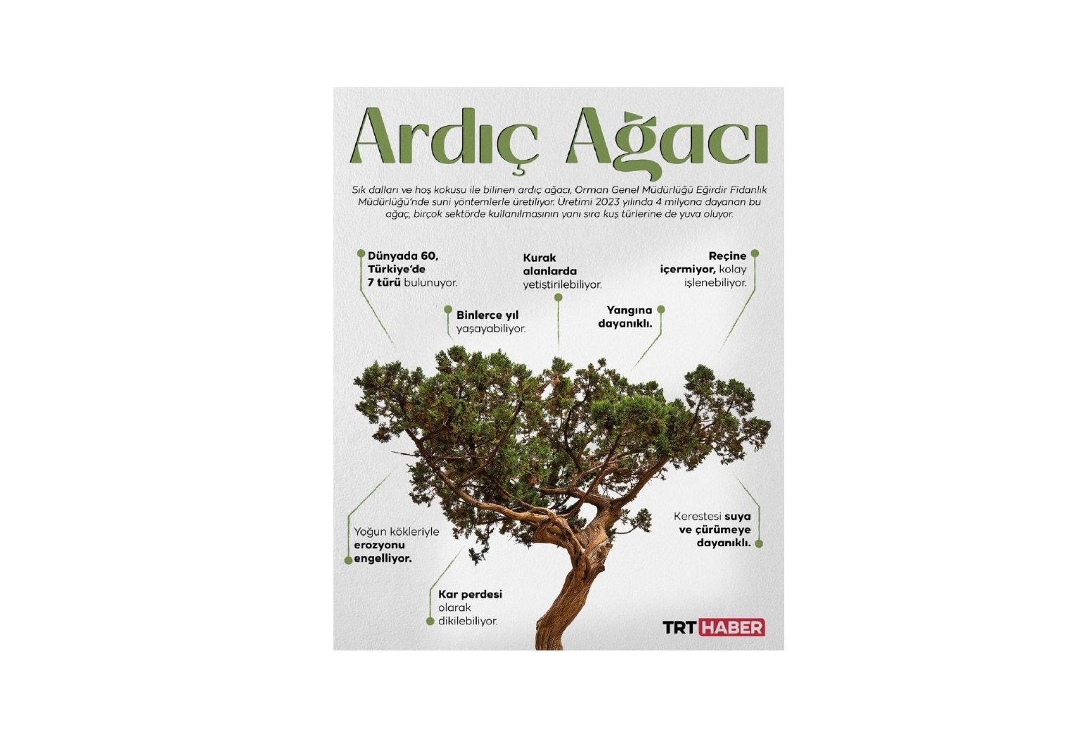 Haber Ardıç Ağacı