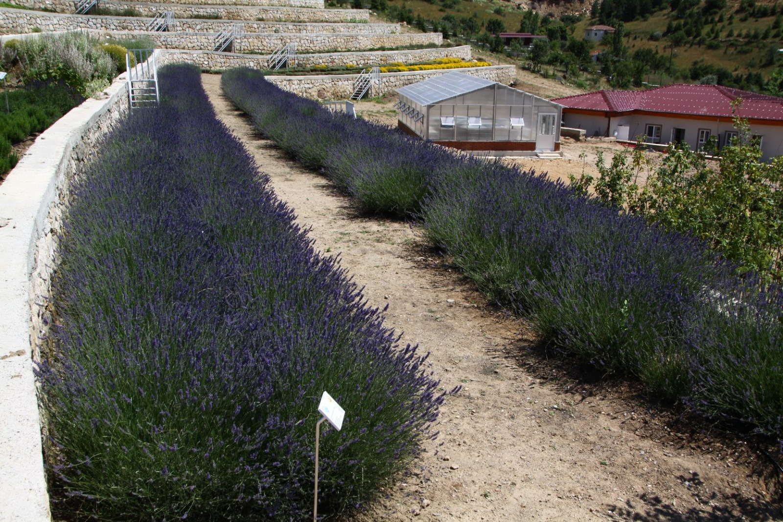 Haberler Tıbbi ve Aromatik Bitkiler Merkezimiz
