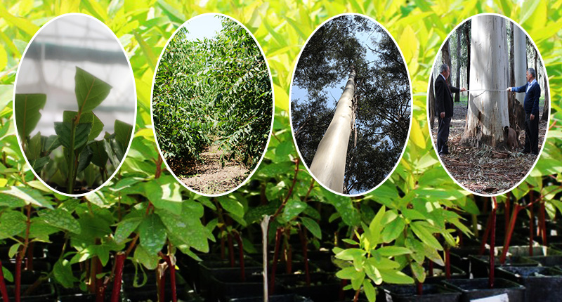 Haberler Muhteşem Okaliptus Ağacı Geliştirildi!