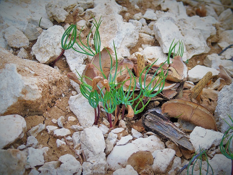 Haberler Torosların Süsü Sedir Ağacı Tohumları Toprakla Buluştu
