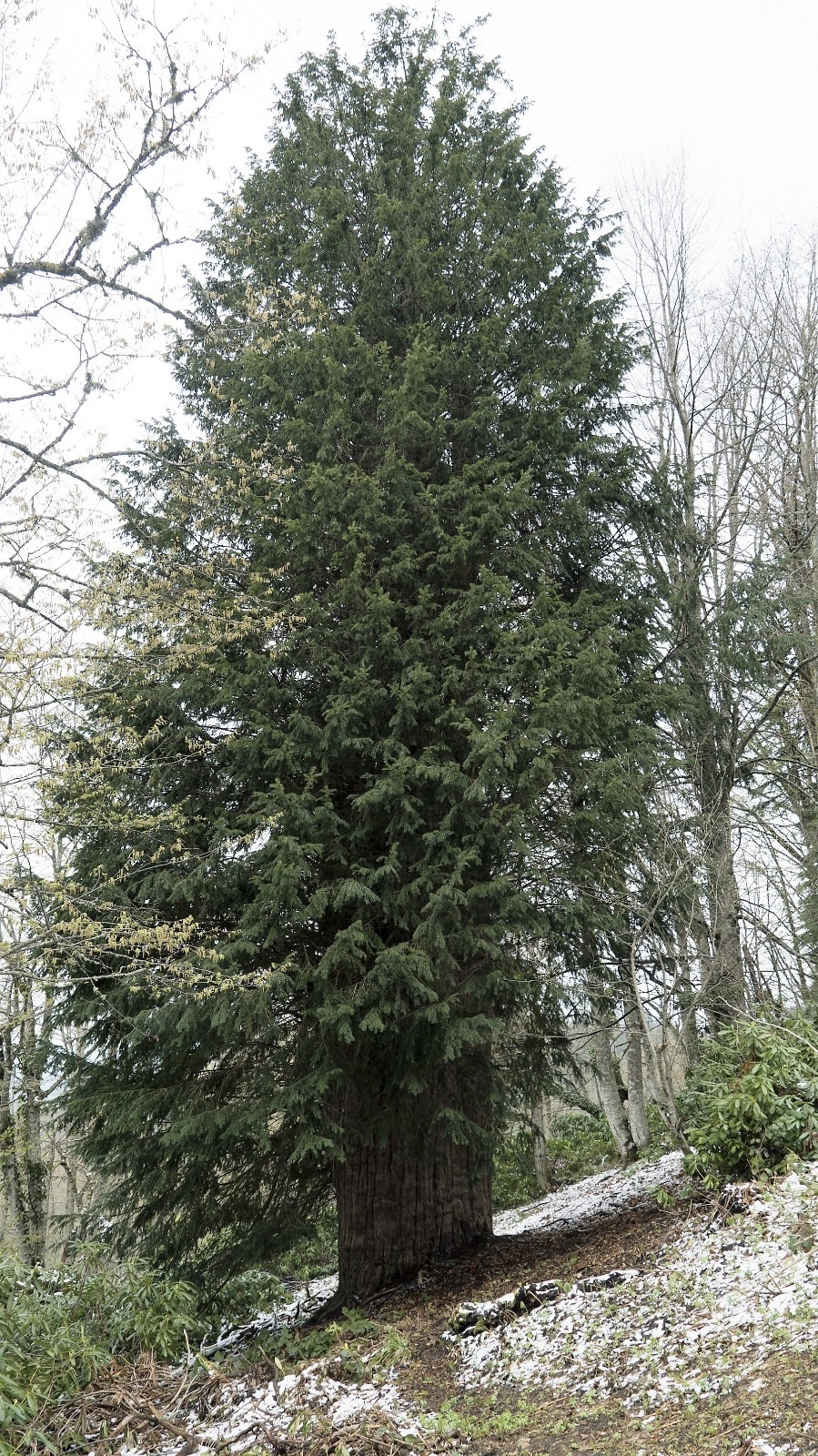 Taxus baccata L. ( Porsuk )